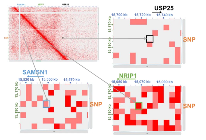 Chromatin interaction maps of human arterioles reveal mechanisms for ...